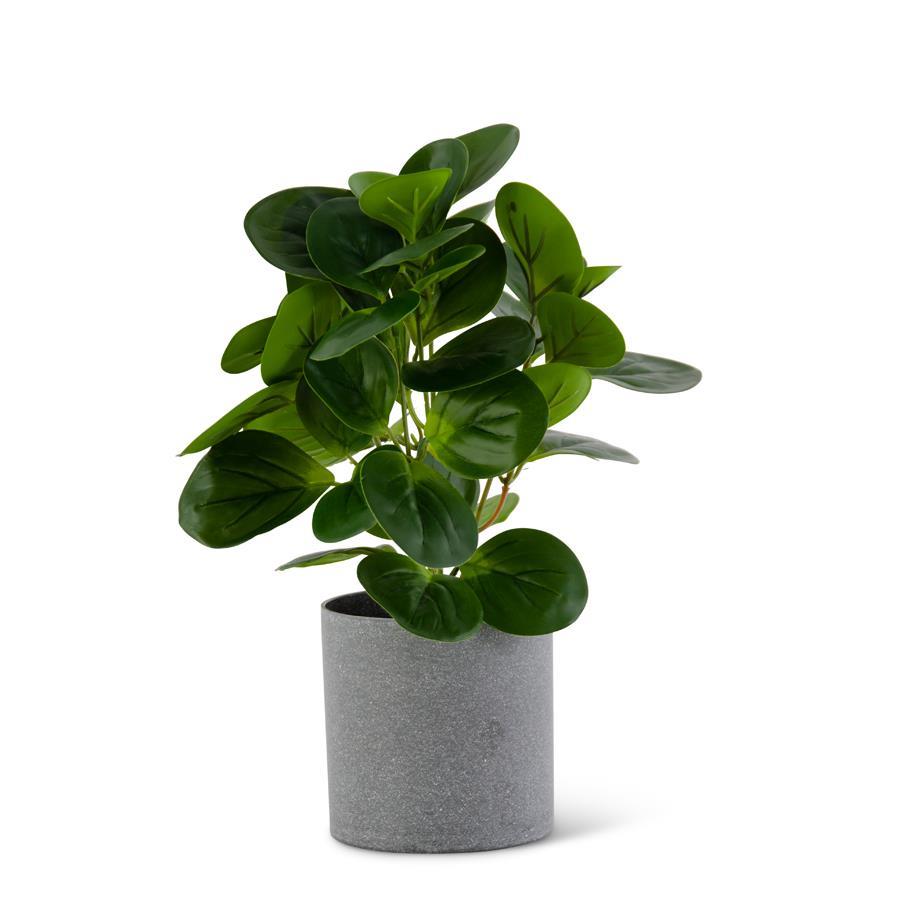 Watercress in Grey Speckled Pot - 2 sizes – give.