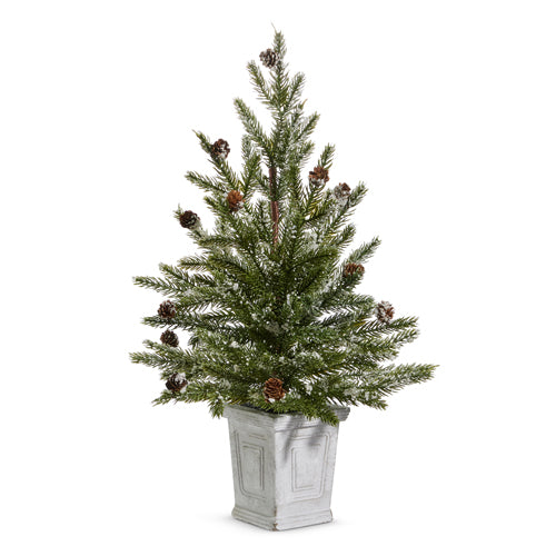 Pine Tree in White Container – give.