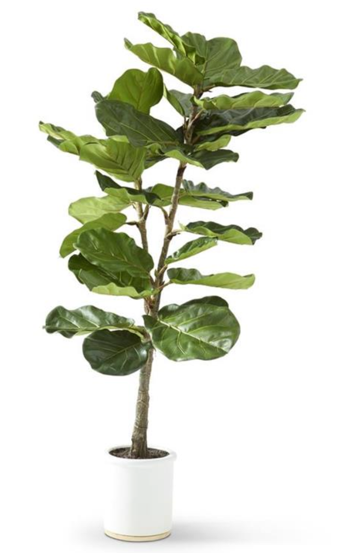 Fiddle Fig Tree in Pot – give.